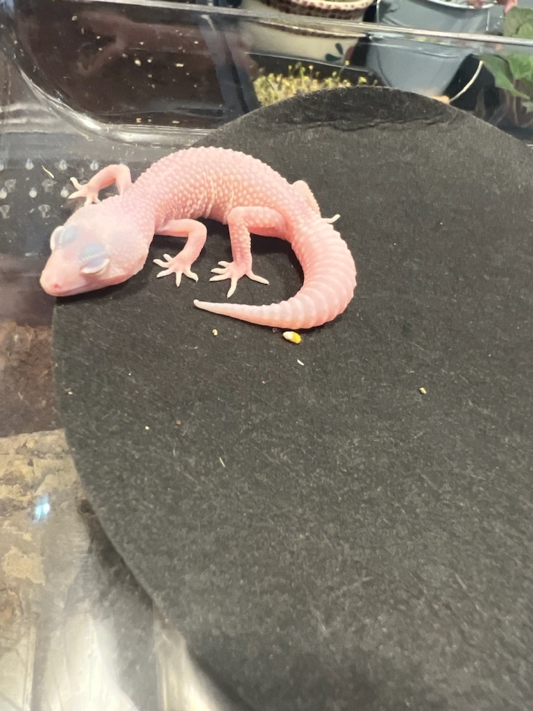 Diablo Blanco Super Snow Leopard Gecko by Black Magic Reptiles ...
