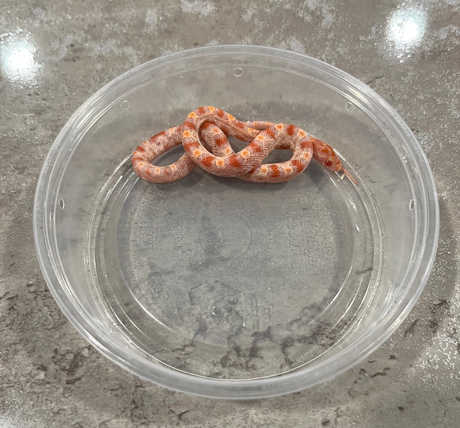 Reverse Okeetee Corn Snake by Black Moon Serpents - MorphMarket