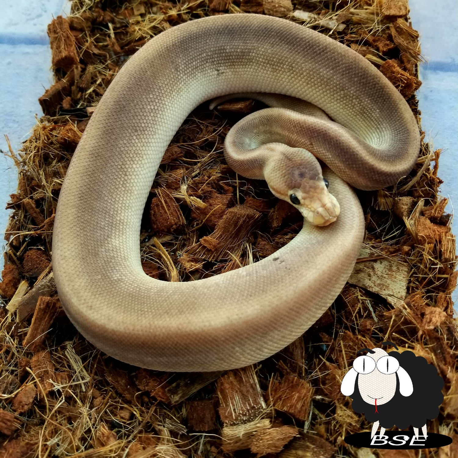 Cinnamon Champagne Pinstripe Ball Python by Black Sheep Exotics ...