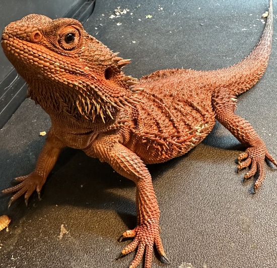 Female Red Monster Translucent Central Bearded Dragon by Black Spade ...