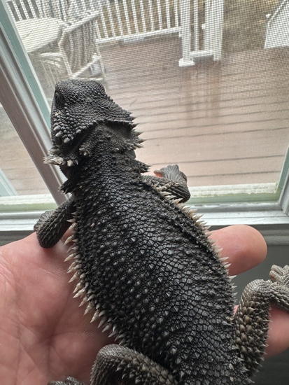 Black Paradox Red Monster Trans Central Bearded Dragon by Black Spade ...