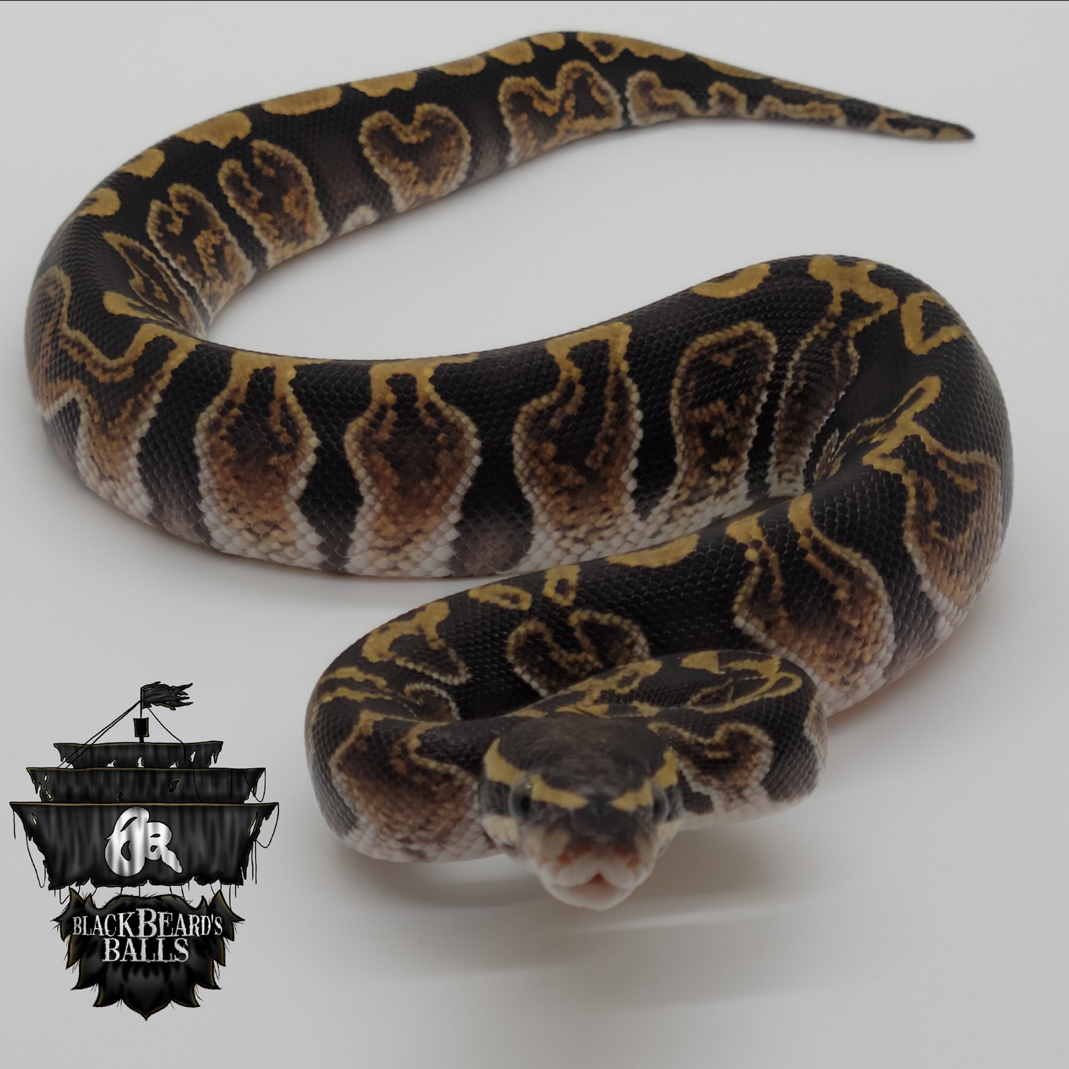 Ghi 100% Het Hypo Ball Python by Blackbeard's Balls - MorphMarket