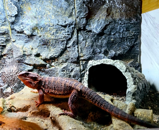 DROGON 100% Het Red Monster Central Bearded Dragon by Black Beard Dragons