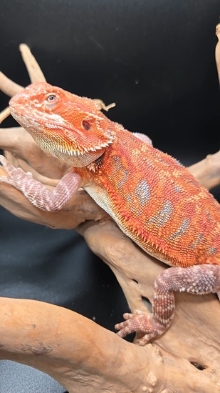 66% Red Monster Massive Blue Bars! Central Bearded Dragon by Black ...