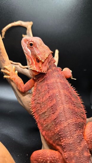 66% Red Monster Translucent Leatherback Het Hypo With TOE NIP ...
