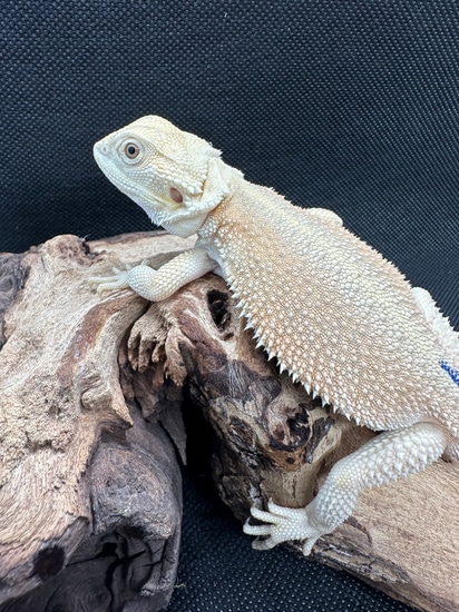 Witblits, Hypo 66% Het Zero 66% Het Trans Central Bearded Dragon by ...