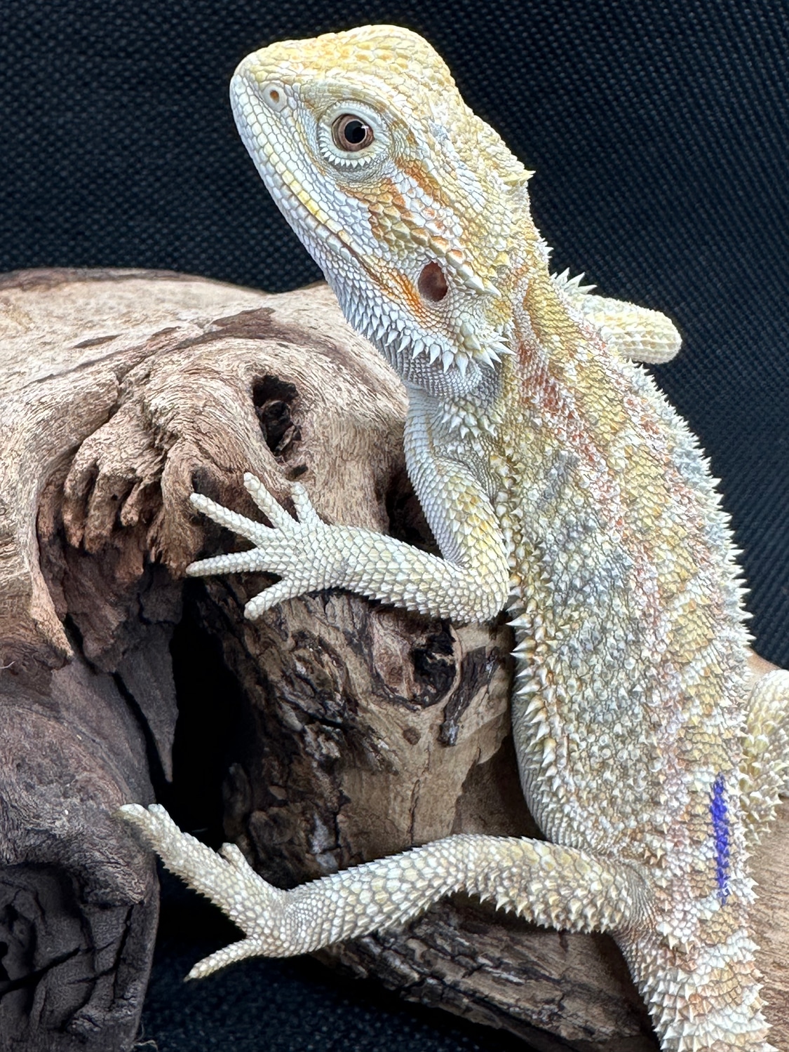 Hypo - 66% Het Trans, Het Zero, Het Witblits Central Bearded Dragon by ...