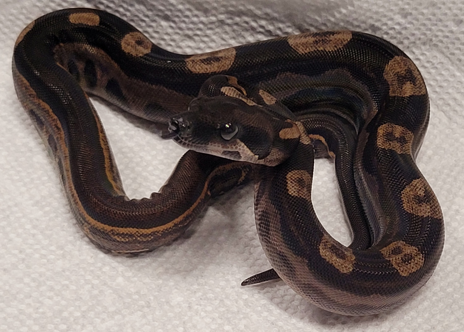 IMG Motley Jungle Blood Het Vpi Boa Constrictor by Black Diamond Exotics - MorphMarket