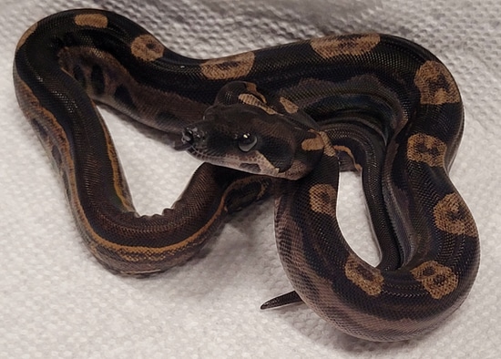 IMG Motley Jungle Blood Het Vpi Boa Constrictor by Black Diamond ...