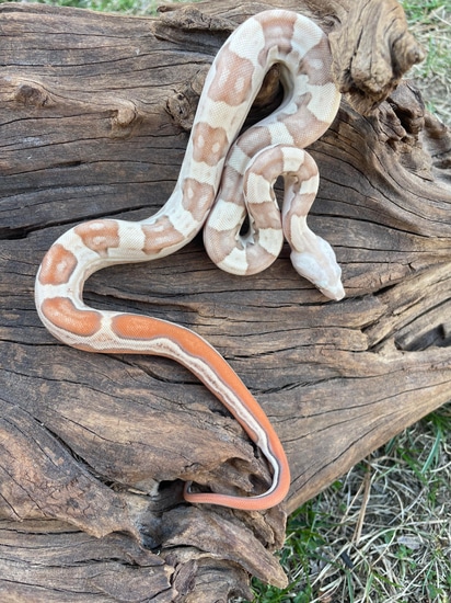 PP/Rc Pastel VPI Jungle Motley Boa Constrictor by Black Diamond Exotics