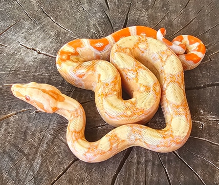 IMG Motley Jungle Blood Het Vpi Boa Constrictor by Black Diamond ...