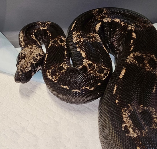 Img Jungle Motley Het Vpi Boa Constrictor by Black Diamond Exotics