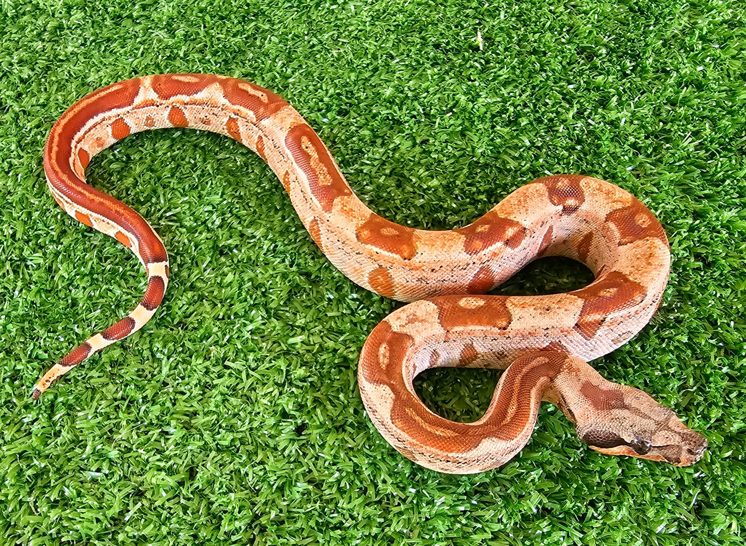 Lipstick Pos Super Hypo Jungle Het Leopard Boa Constrictor by Black ...