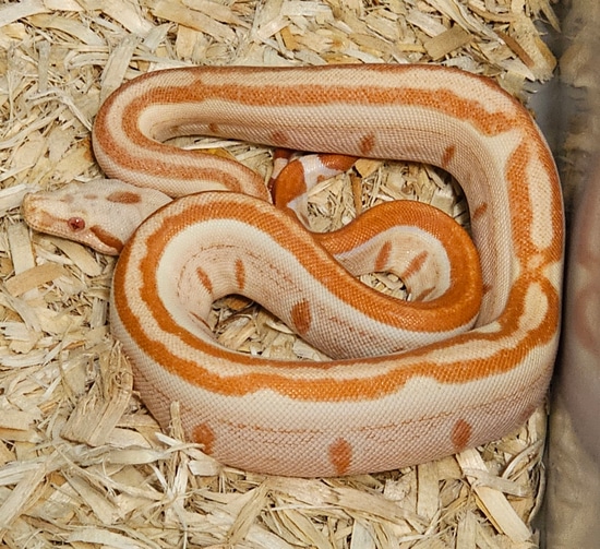 Lipstick Coral Pos Super Sunglow Jungle Het Leopard Boa Constrictor by ...