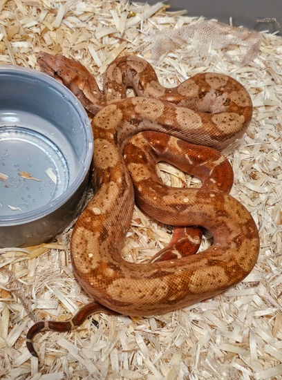 Central America T+ Het Blood Boa Constrictor by Black Diamond Exotics
