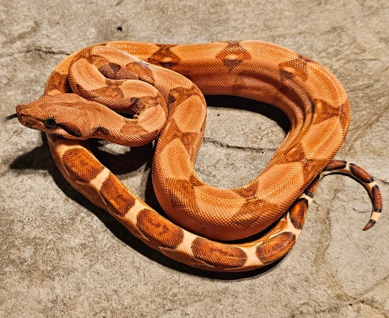 Lipstick Line Hypo Blood Het Albino Boa Constrictor by Black Diamond ...