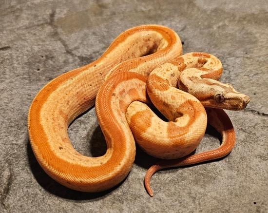 Vpi Sunglow Motley Jungle 66% Het Leopard Boa Constrictor by Black ...