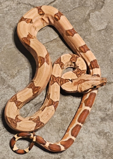 Lipstick Line Hypo Dh Sundragon Boa Constrictor by Black Diamond Exotics