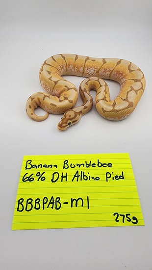 Banana Bumblebee 66% Het Albino Pied Ball Python by Black Diamond ...