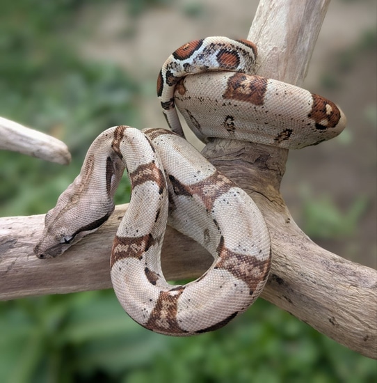 '24 Jungle Boa Constrictor by Black Dog Exotics