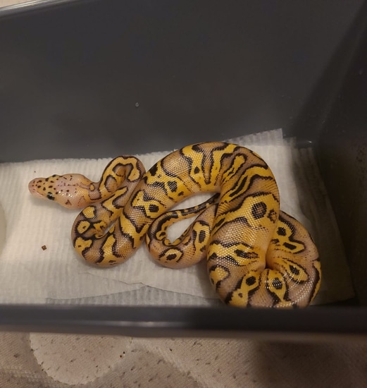 Pastel Cypress Clown (Pos Firefly) Ball Python by Darkland Morphs