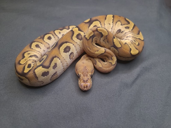 Cypress Fire Clown (Pos Yellowbelly) Ball Python by Darkland Morphs