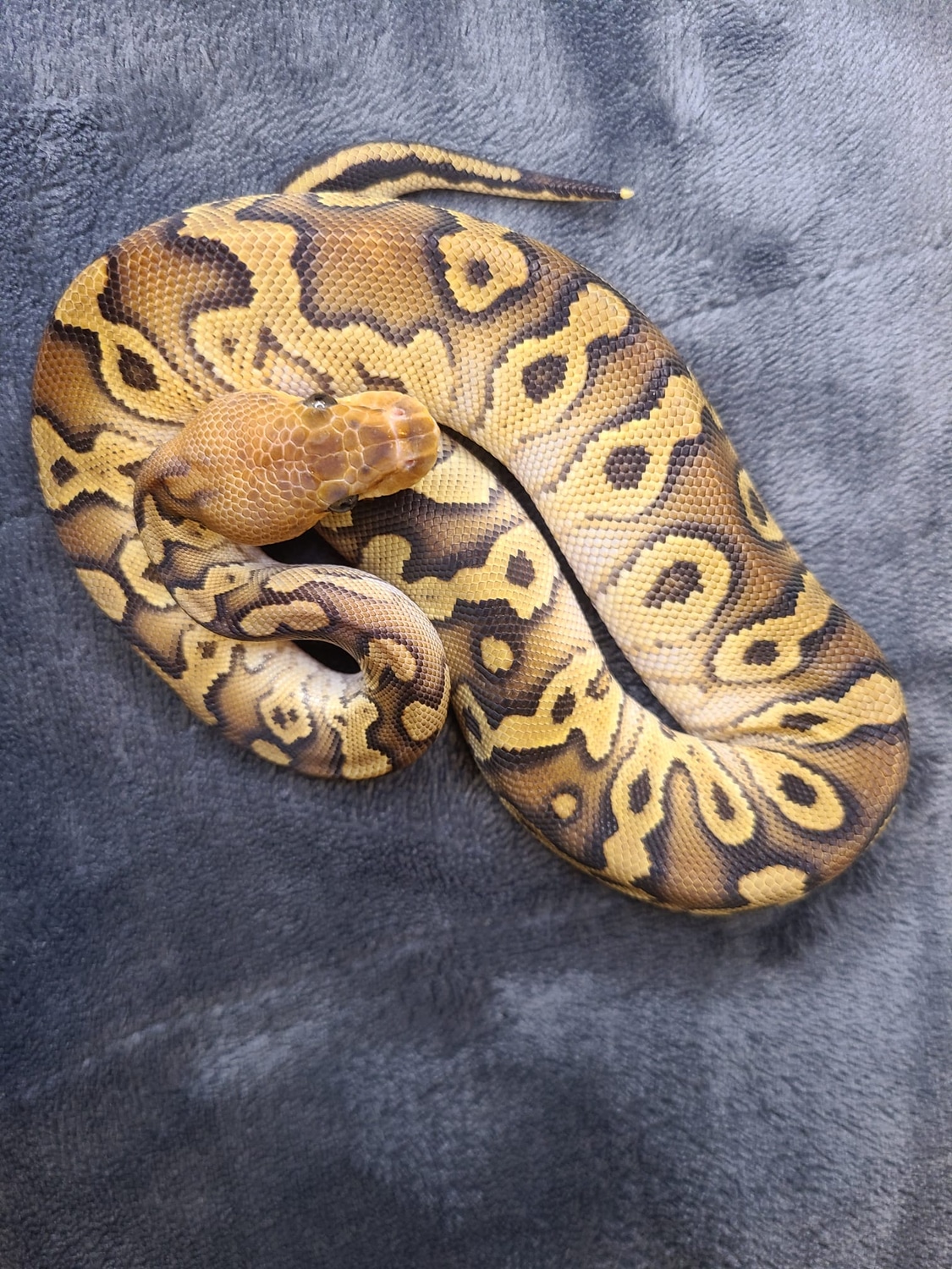 Cypress Clown Pos Fire Ball Python by Darkland Morphs - MorphMarket