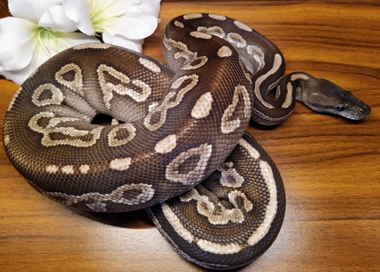 Cinnamon Mojave Ball Python by Anubisregius