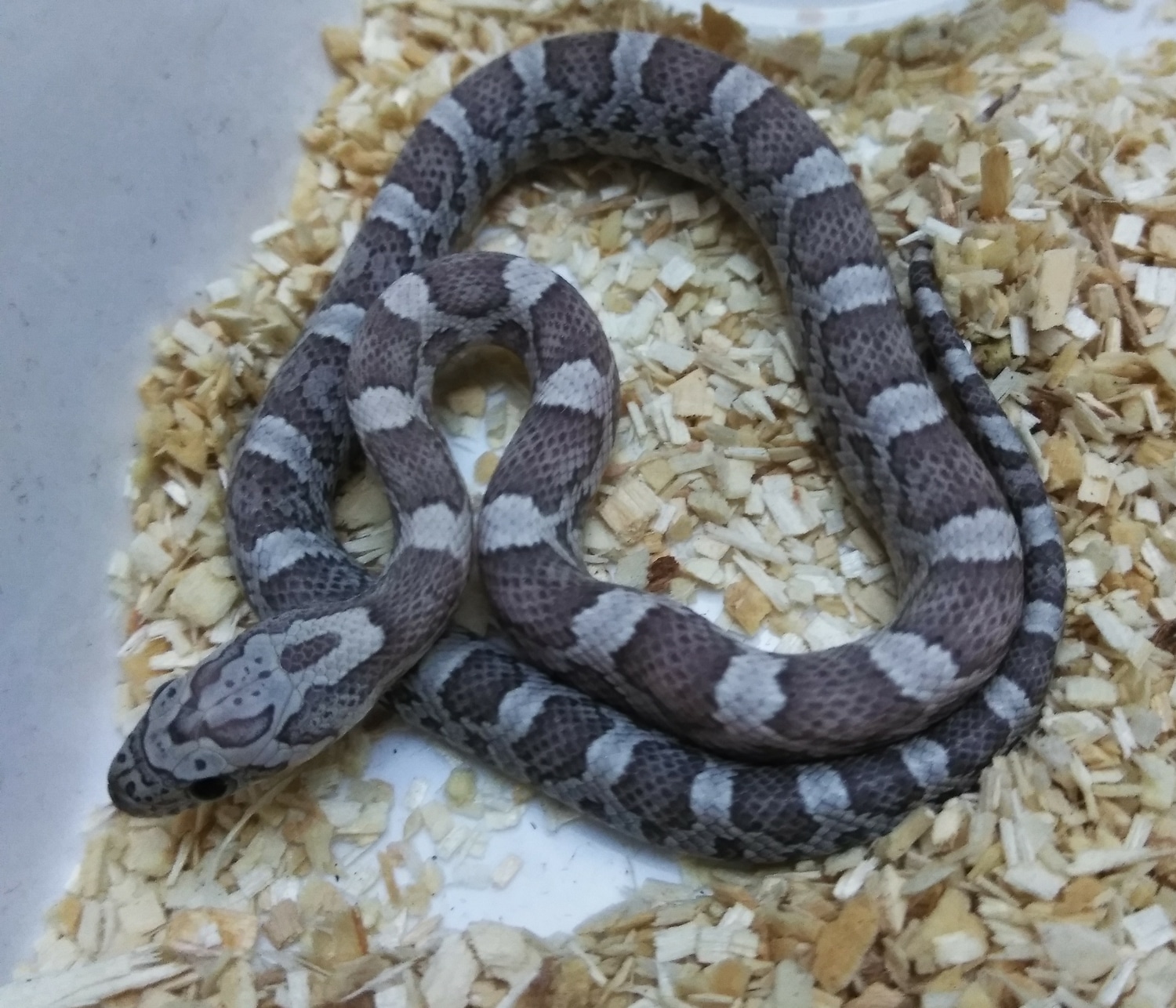Sunkissed Anery Corn Snake by Blackheart Reptiles - MorphMarket