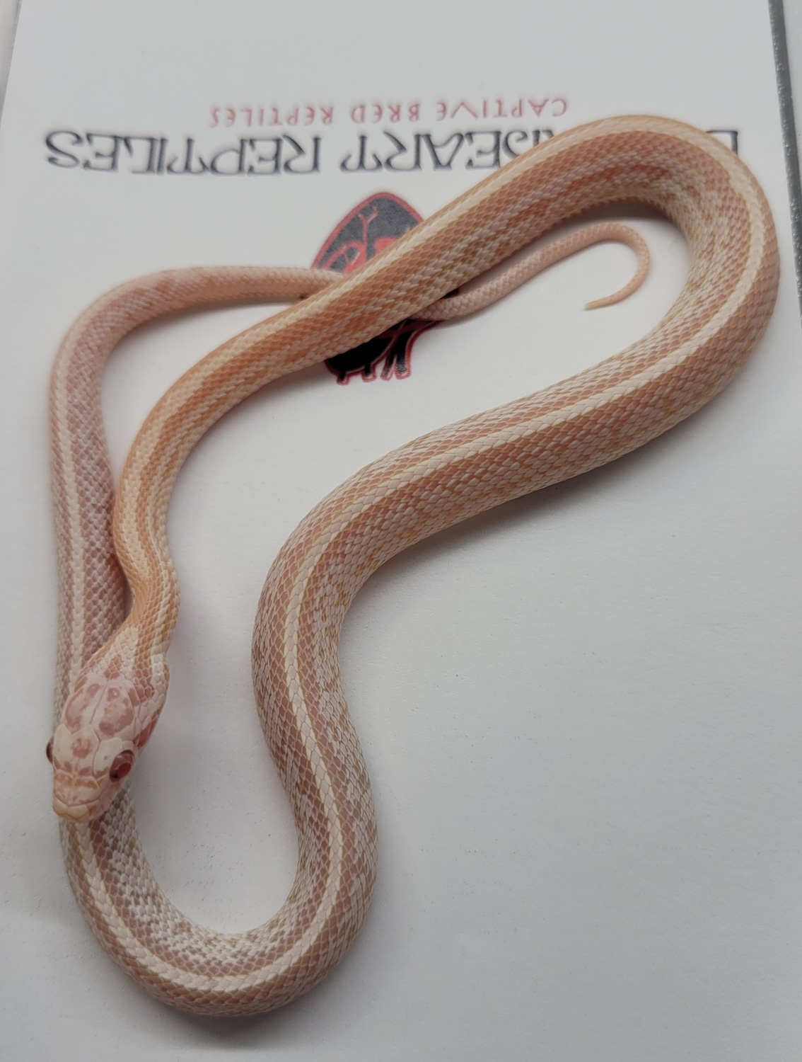 Red Factor Snow Tessera Corn Snake by Blackheart Reptiles - MorphMarket