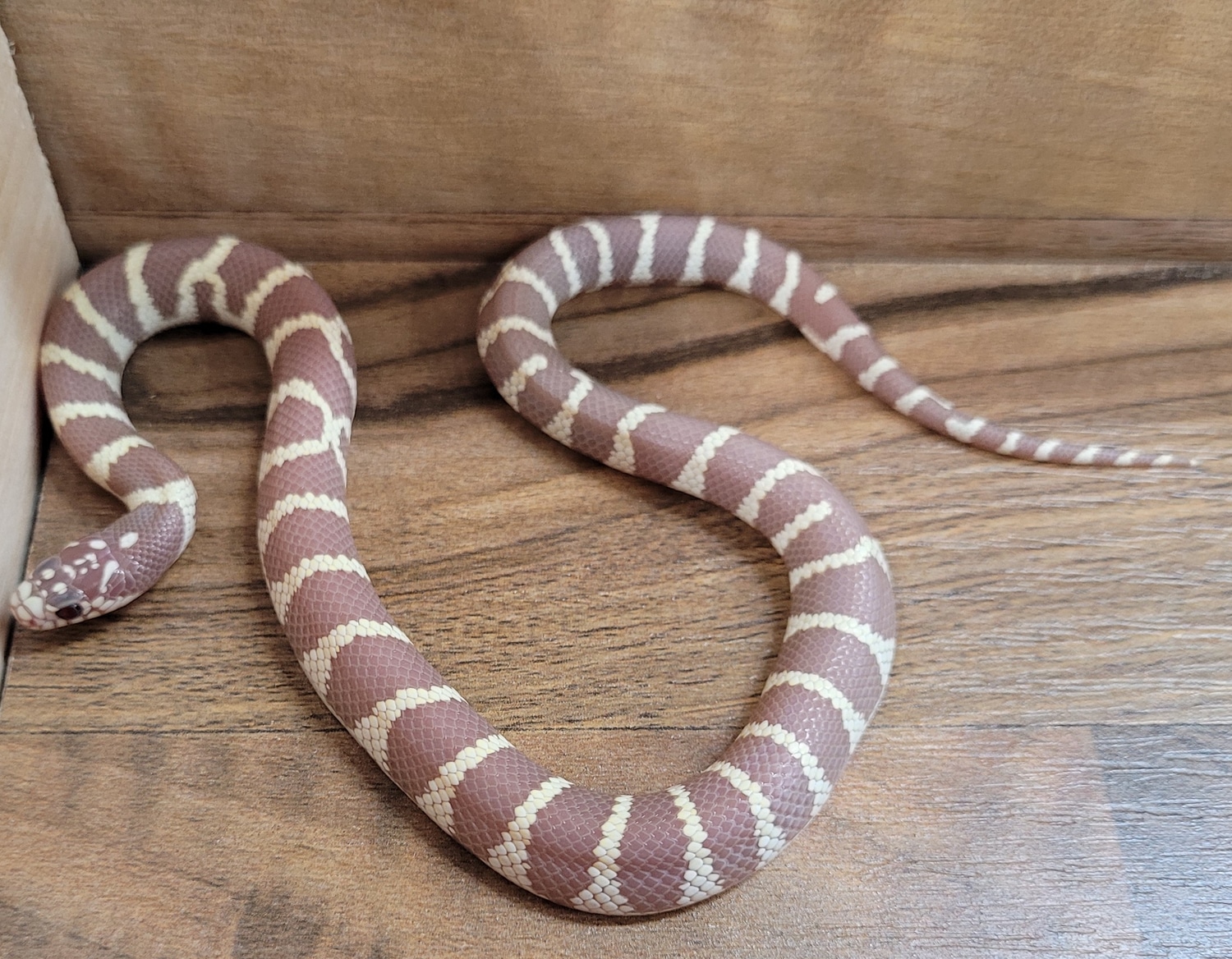 Lavender California Kingsnake by Blackheart Reptiles - MorphMarket