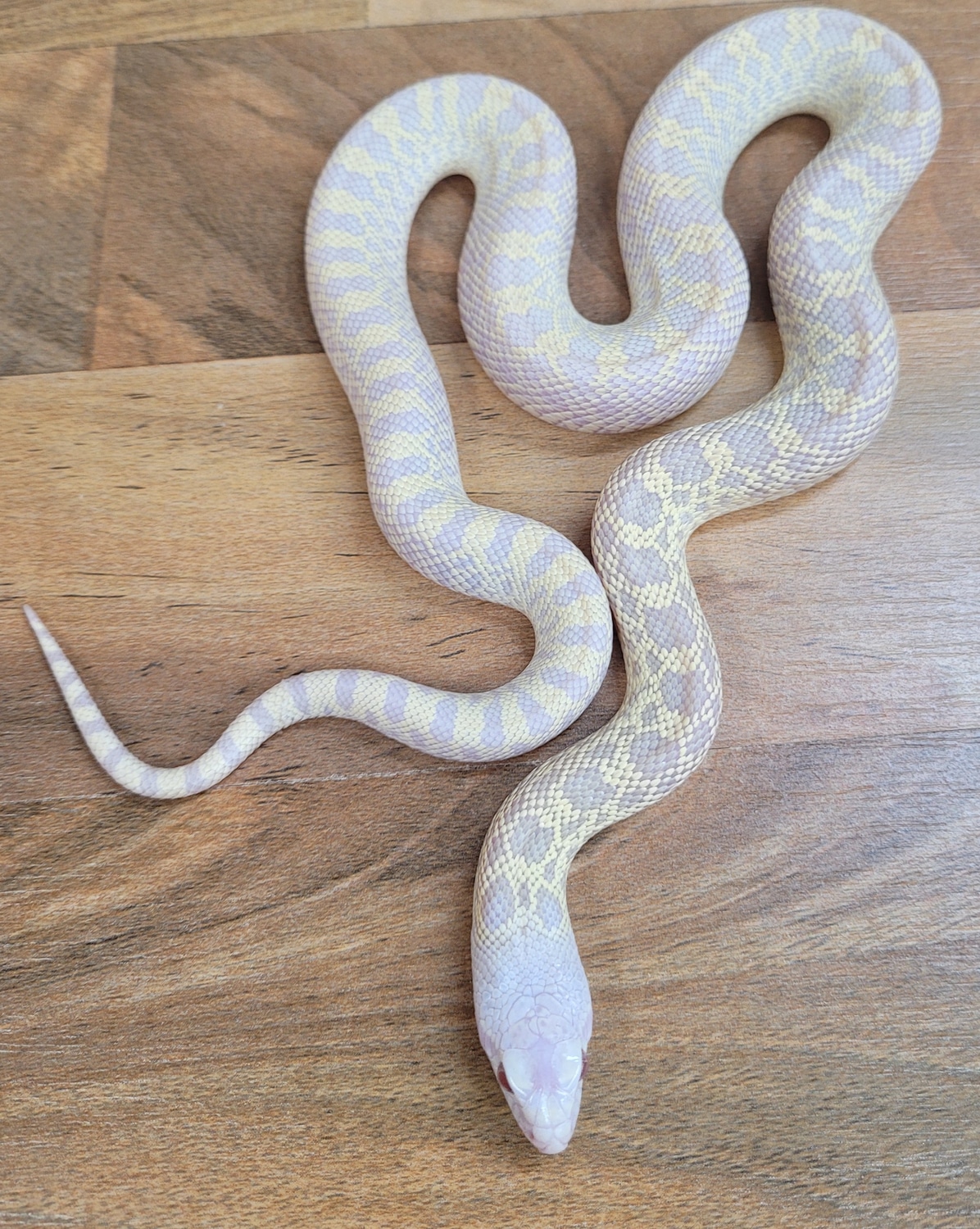 Snow Bullsnake by Blackheart Reptiles - MorphMarket