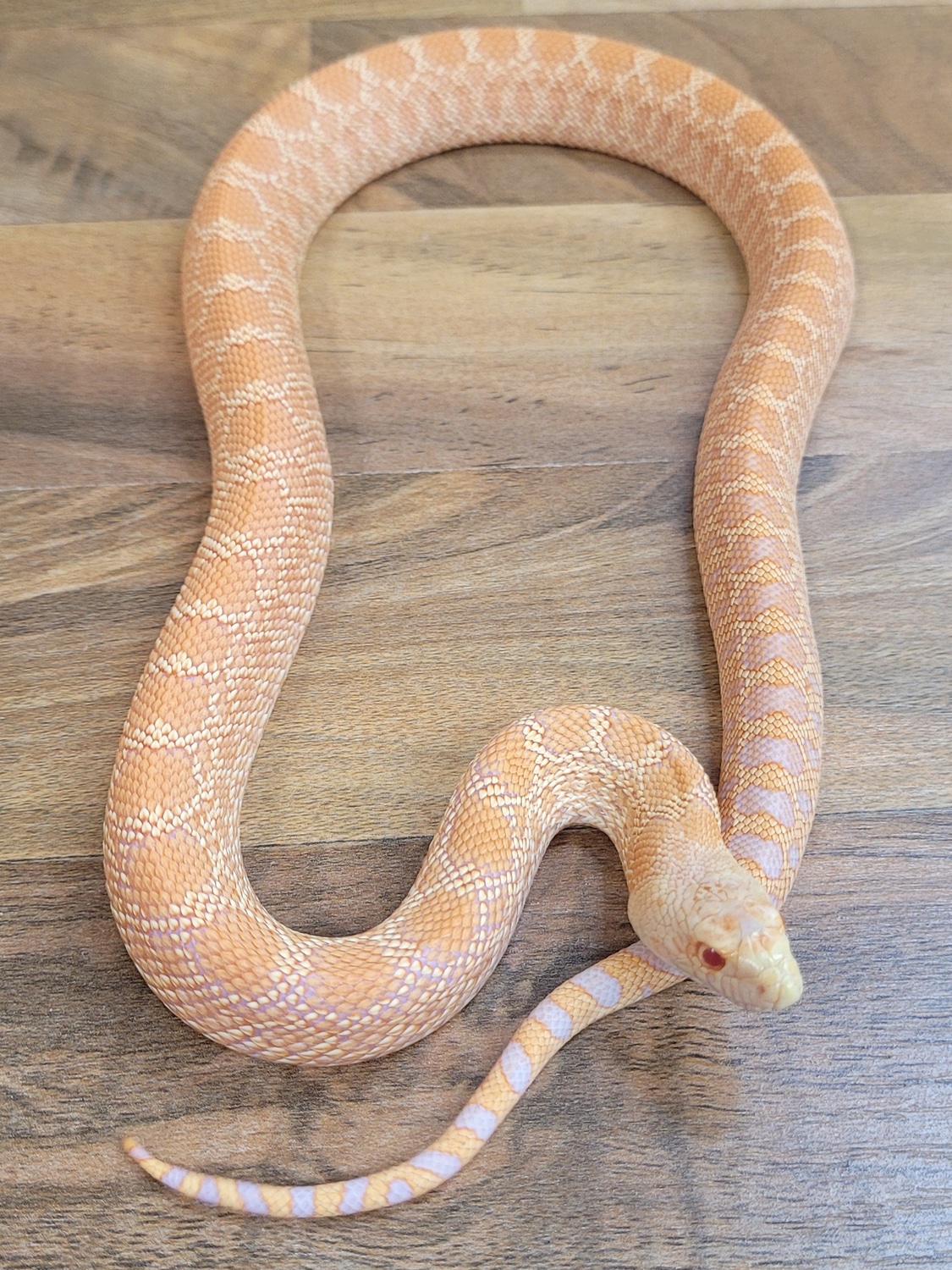 Hybino Bullsnake by Blackheart Reptiles - MorphMarket