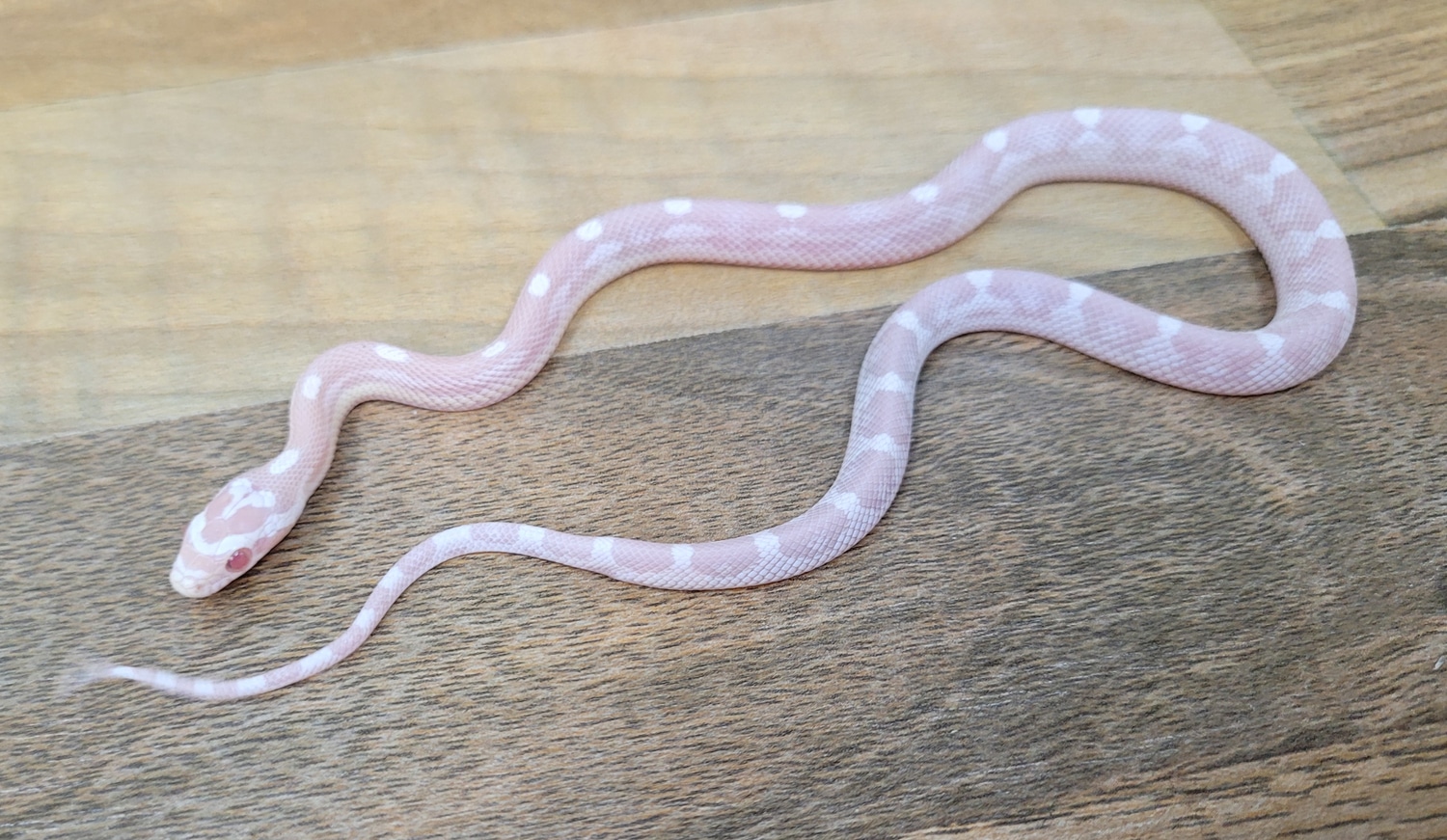 Snow Motley Corn Snake by Blackheart Reptiles - MorphMarket