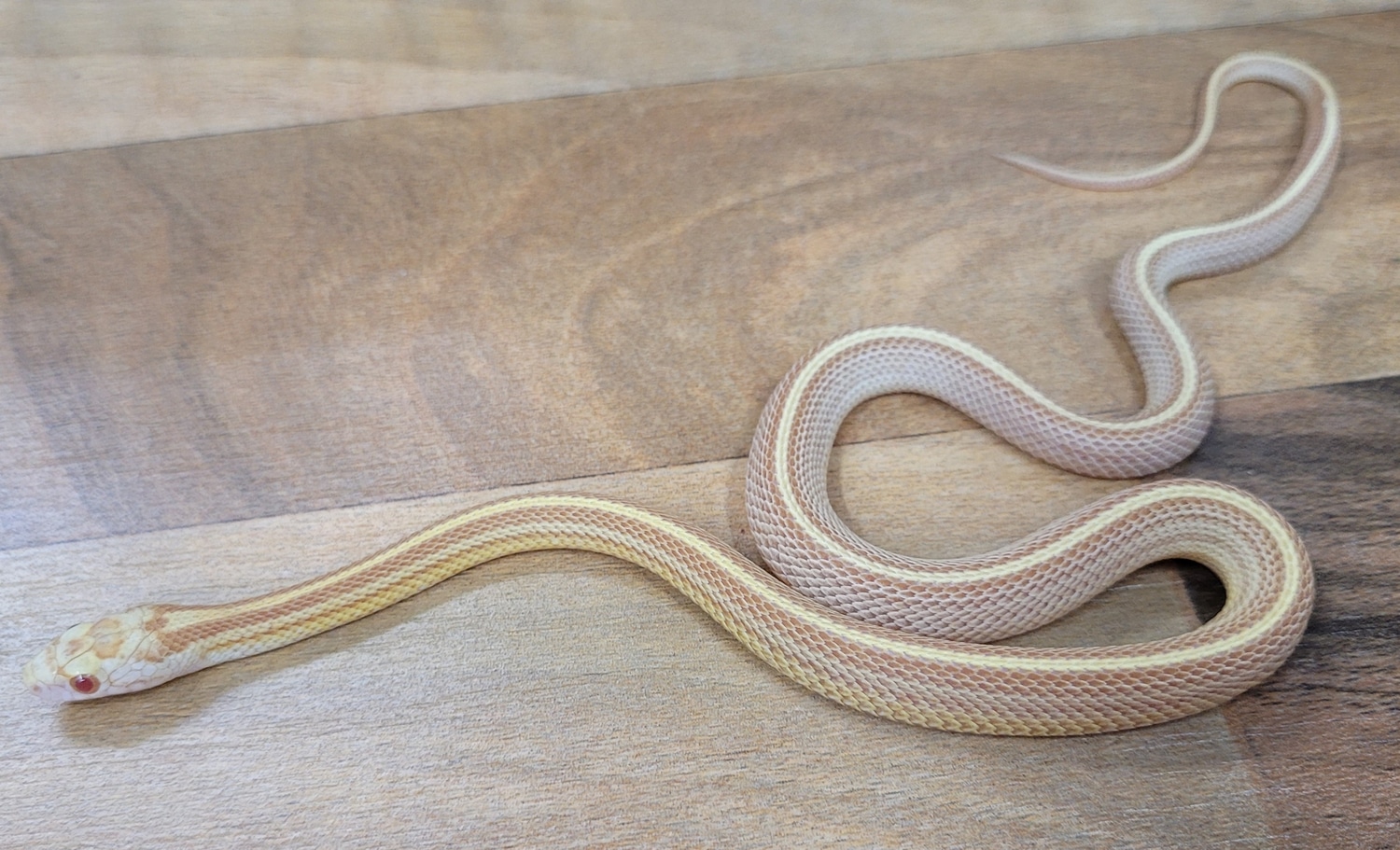 Butter Tessera Stripe Corn Snake by Blackheart Reptiles - MorphMarket