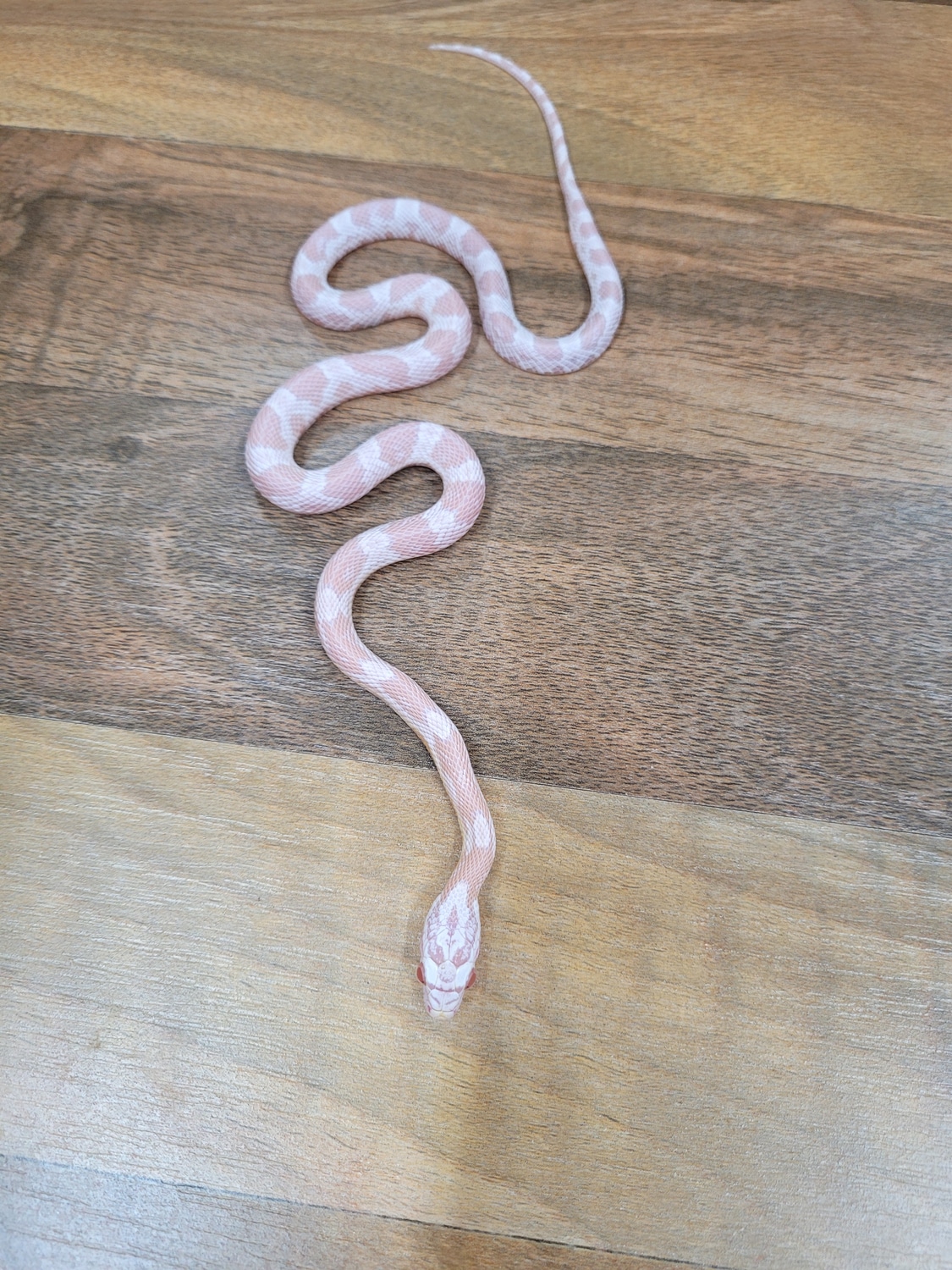 RF Snow Corn Snake by Blackheart Reptiles - MorphMarket