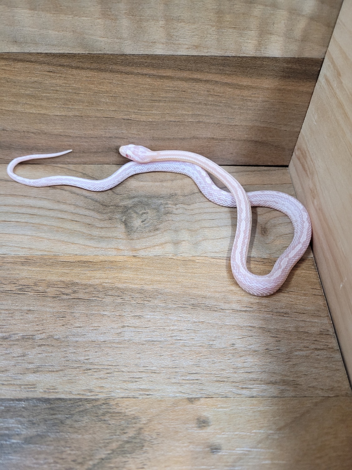 Red Factor Snow Tessera Corn Snake by Blackheart Reptiles - MorphMarket
