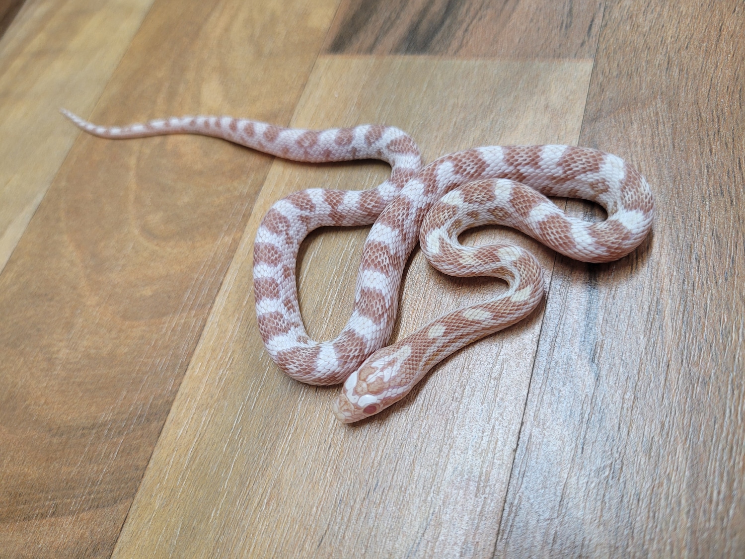Caramel Creamsicle Corn Snake by Blackheart Reptiles - MorphMarket