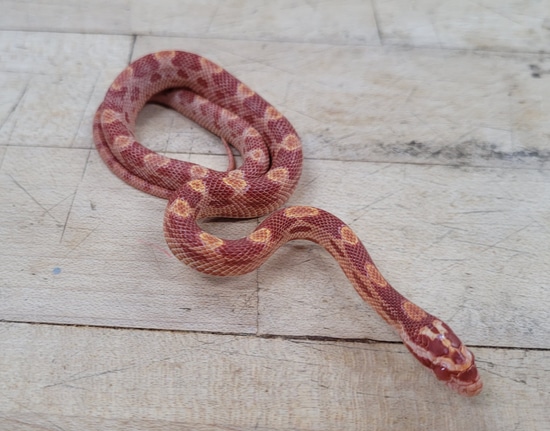 Extreme Red Factor Albino Motley Corn Snake by Blackheart Reptiles ...