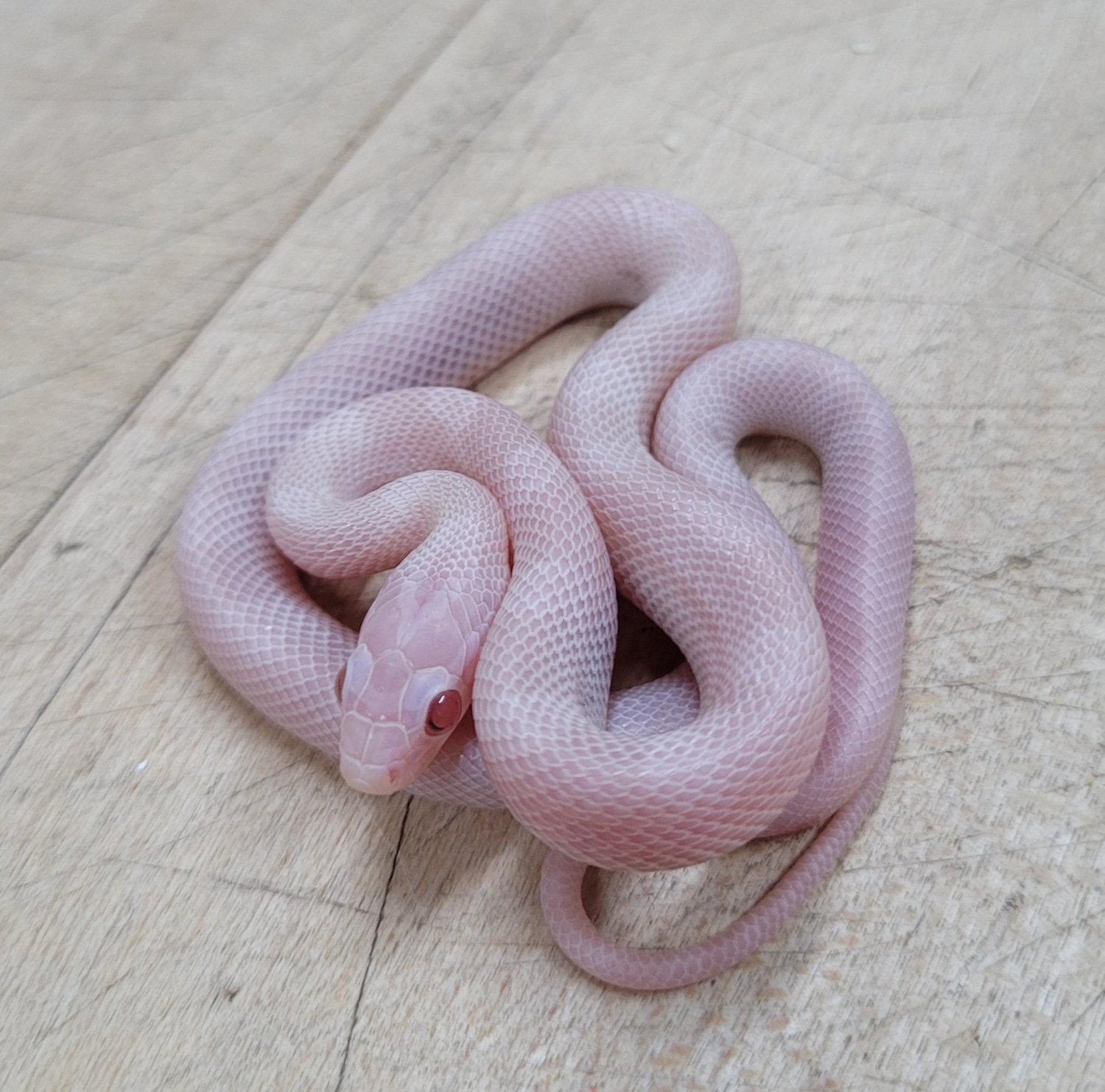 Blizzard Het Anery Corn Snake by Blackheart Reptiles - MorphMarket