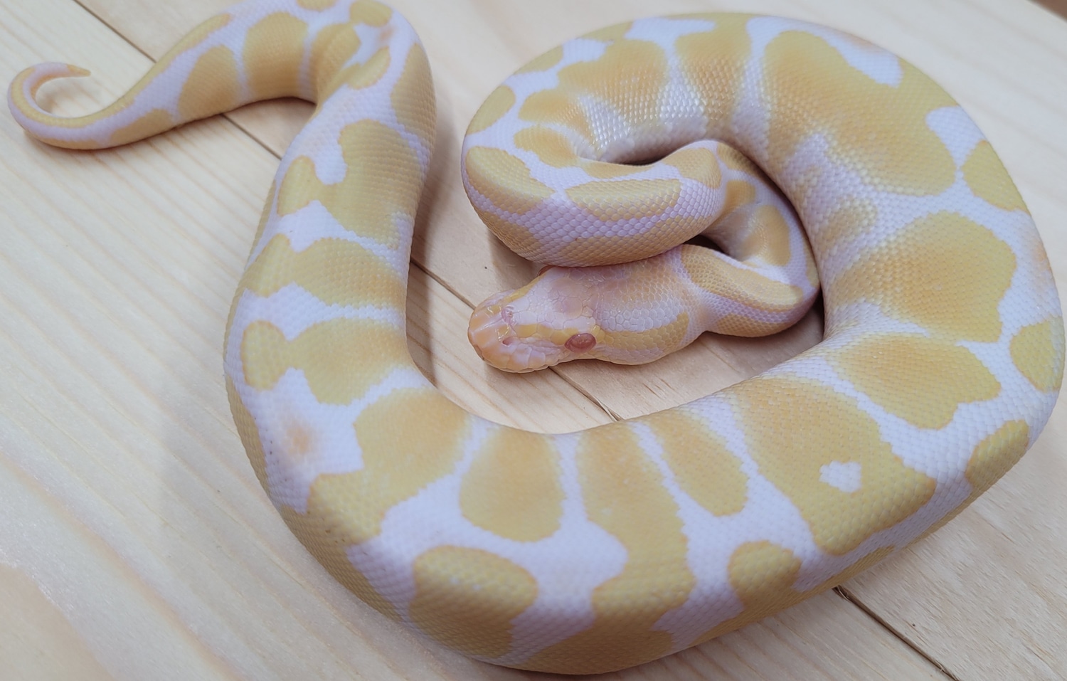 Albino Ball Python by Blackheart Reptiles - MorphMarket