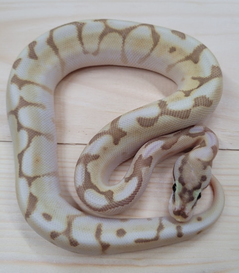 Super Enchi Lesser Fire Spider Ball Python by Blackheart Reptiles
