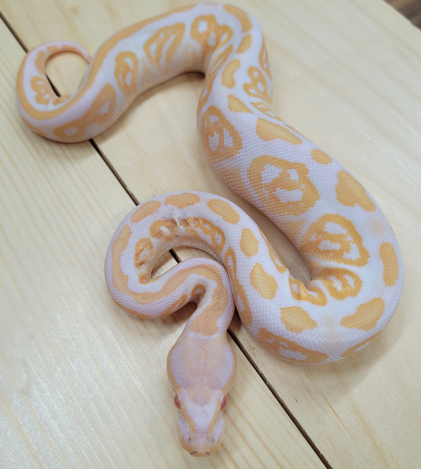 Black Pastel Albino Ball Python by Blackheart Reptiles - MorphMarket