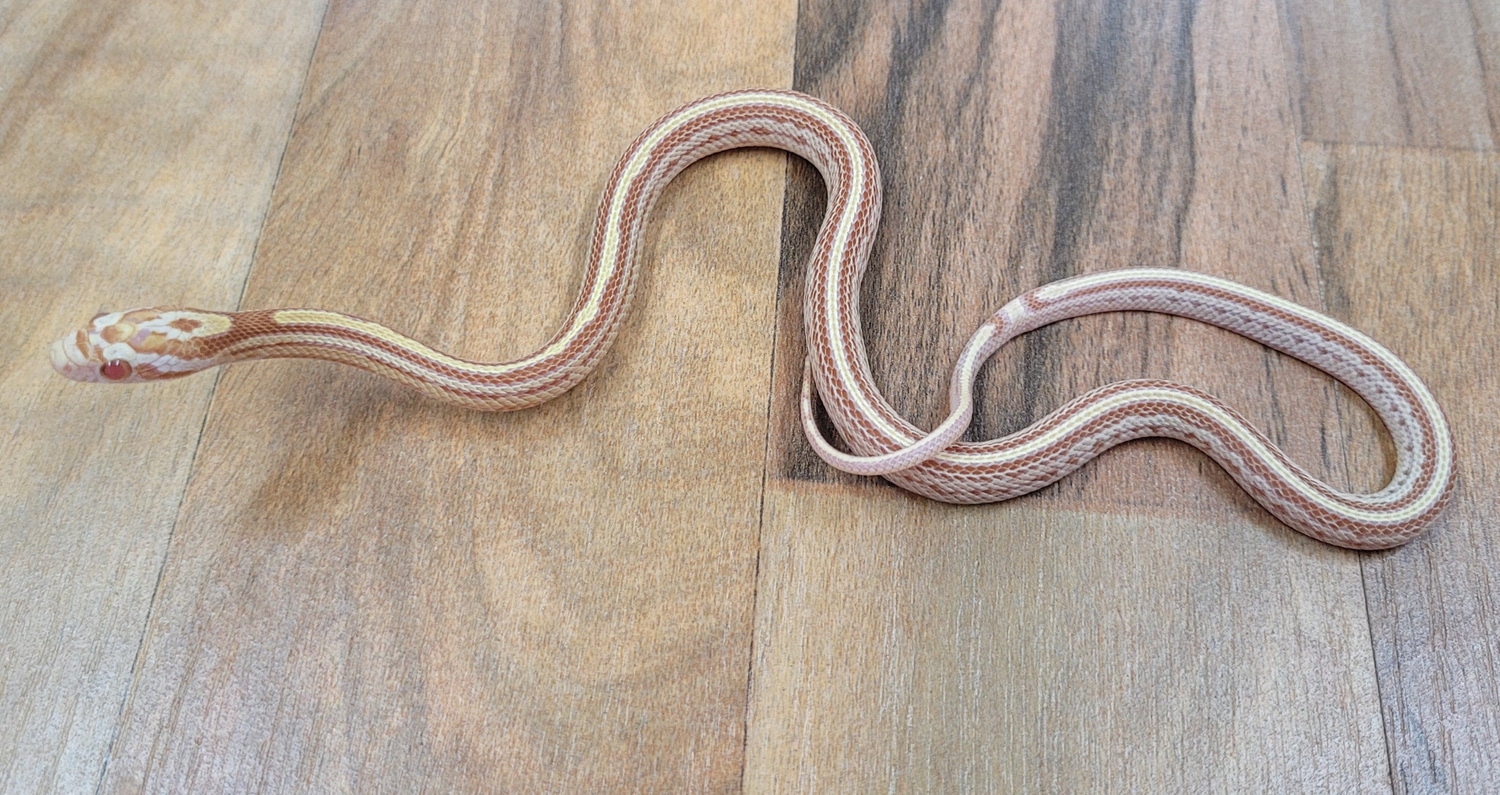 Butter Tessera Corn Snake by Blackheart Reptiles - MorphMarket