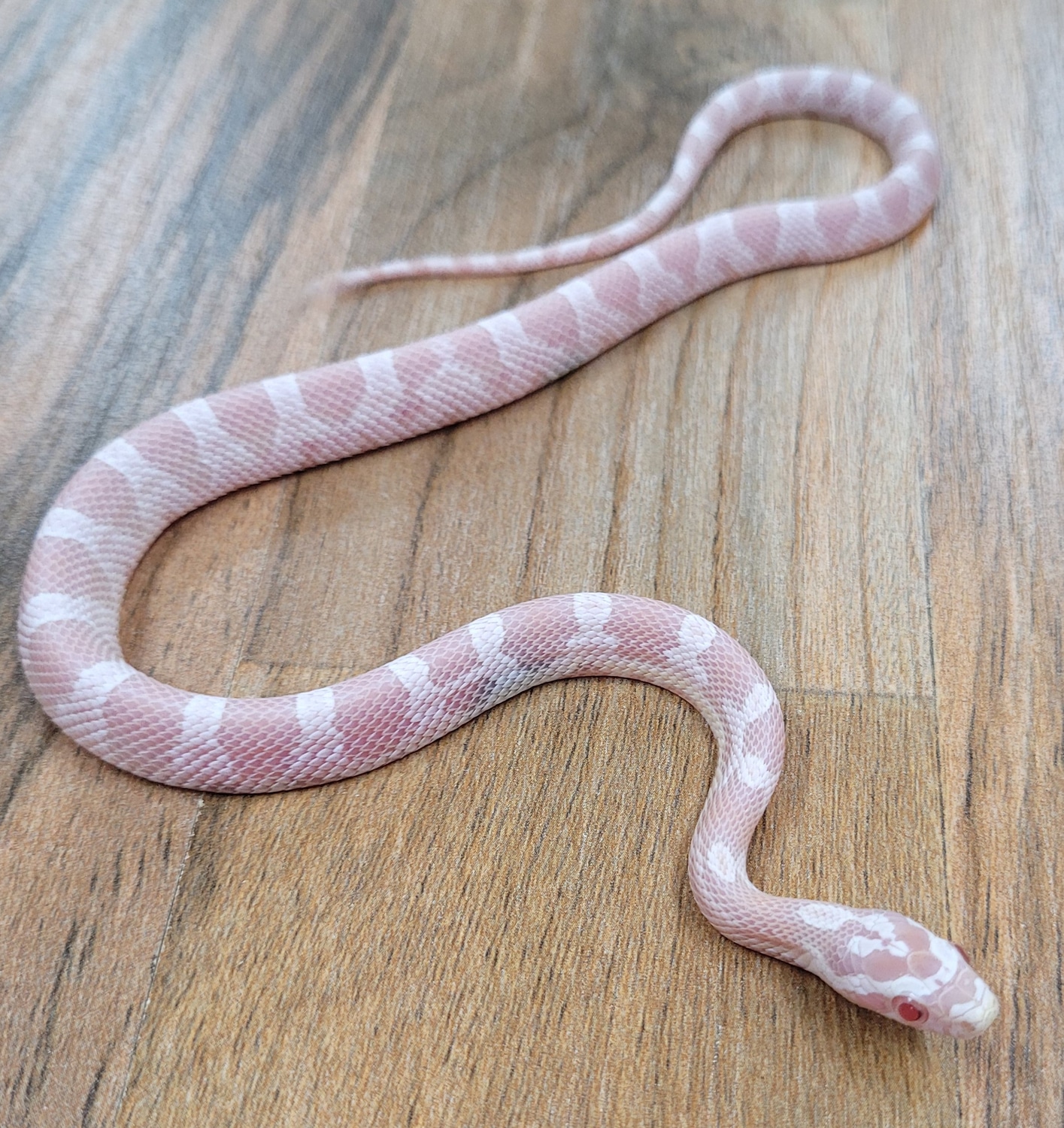 Snow Het Motley Corn Snake by Blackheart Reptiles - MorphMarket