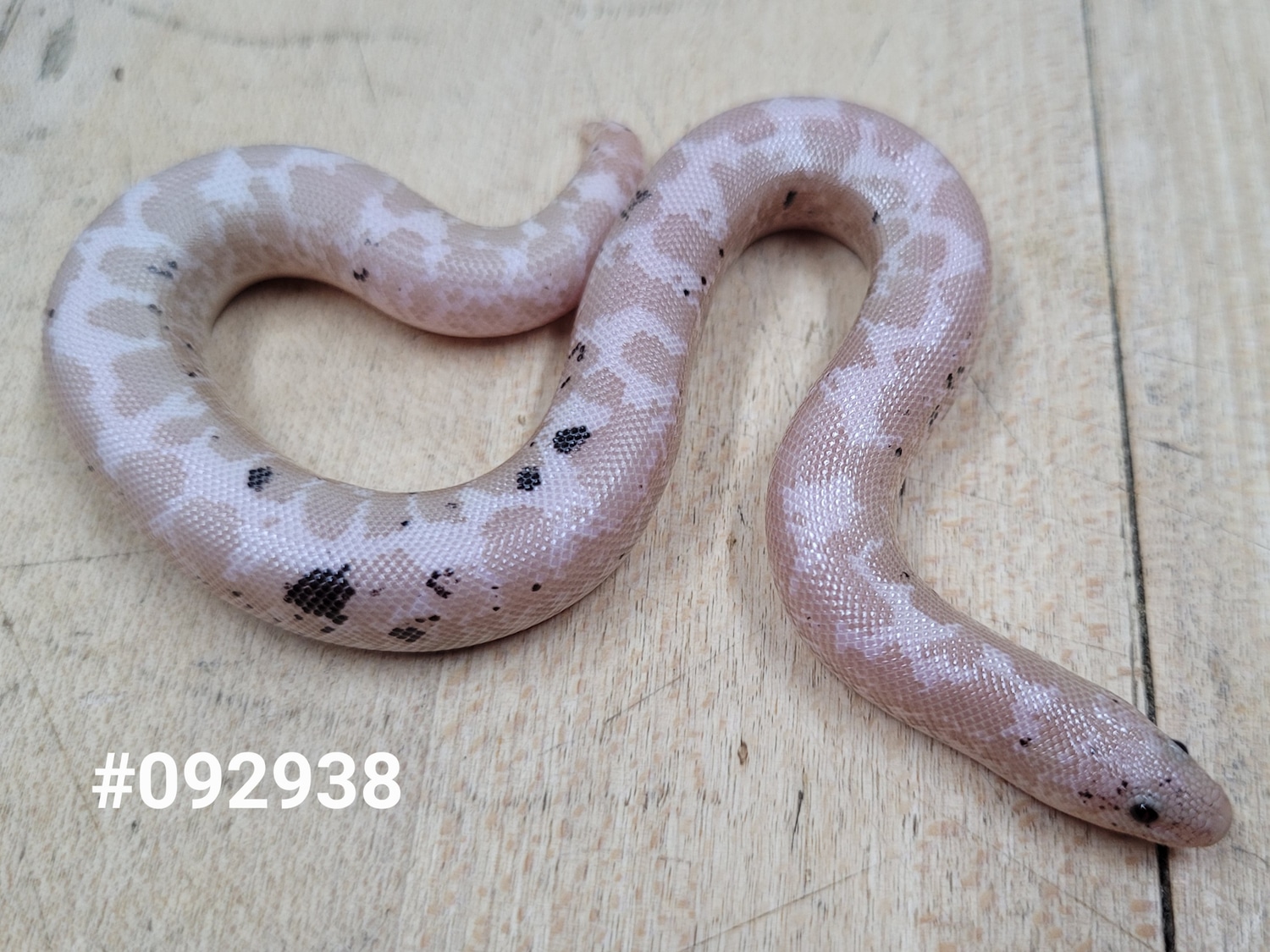 Snow Paradox Kenyan Sand Boa by Blackheart Reptiles - MorphMarket