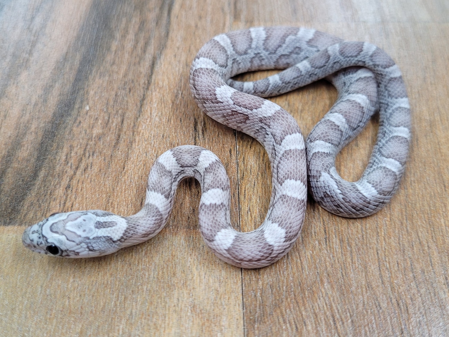 Sunkissed Anery Corn Snake by Blackheart Reptiles - MorphMarket