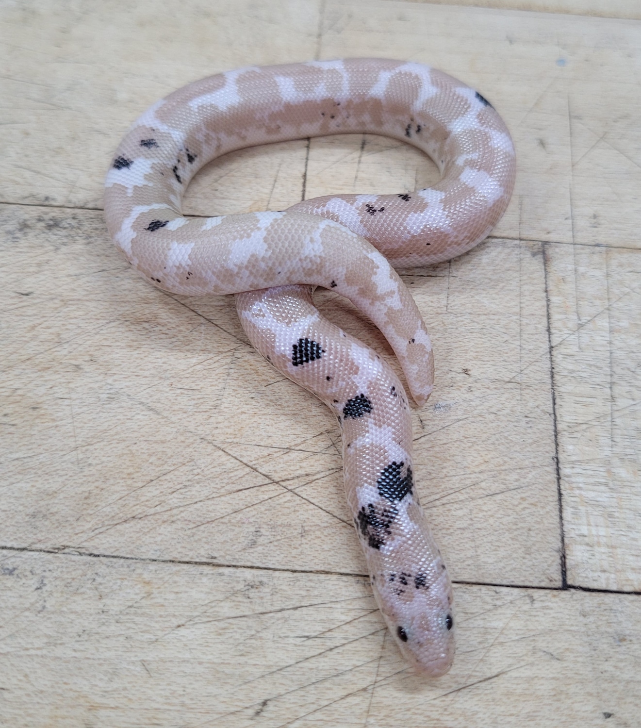 Snow Paradox Kenyan Sand Boa by Blackheart Reptiles - MorphMarket