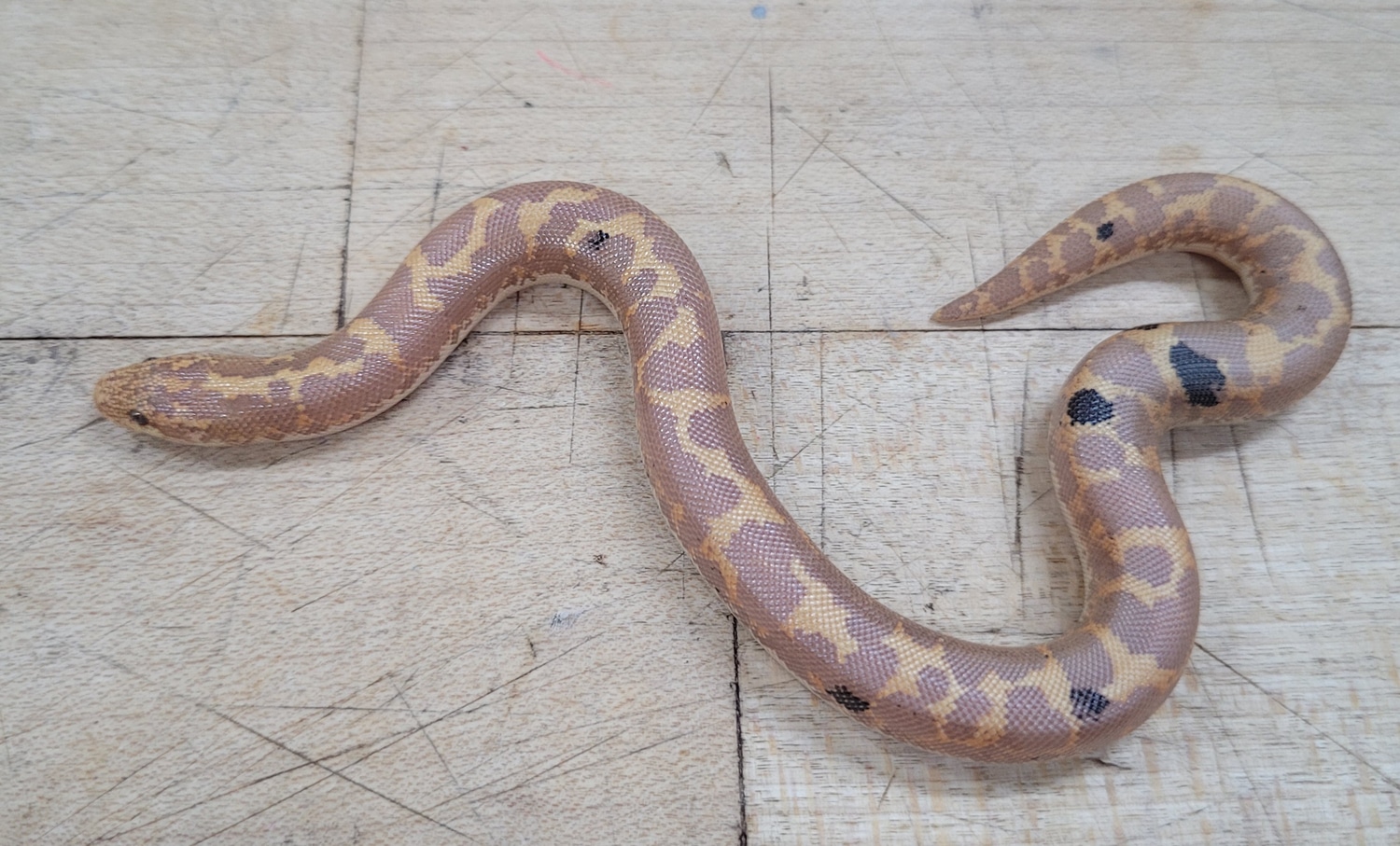 Albino Paradox Kenyan Sand Boa by Blackheart Reptiles - MorphMarket