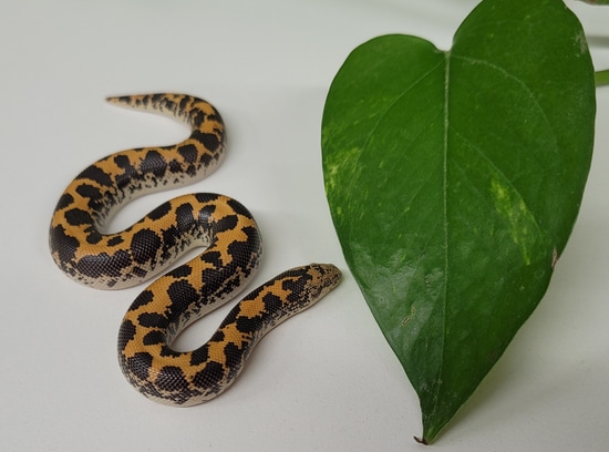Normal Kenyan Sand Boa by Blackheart Reptiles